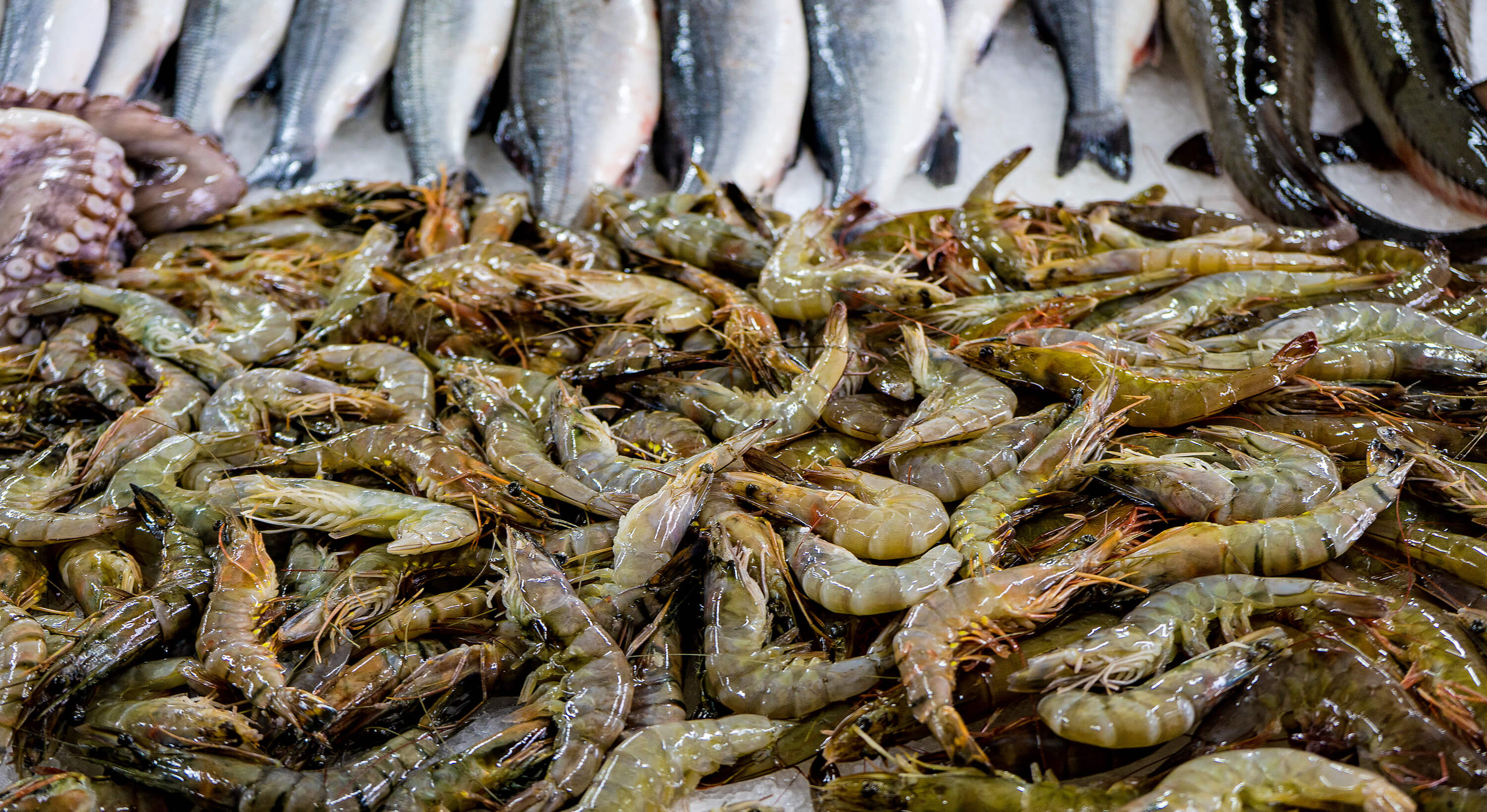 The True Taste of the Golden Isles: Wild Georgia Shrimp